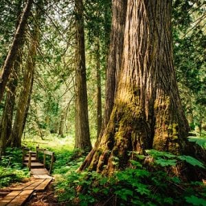 Ancient Forest/Chun T'oh Whudujut Provincial Park - Prince George ...