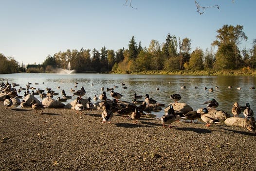 Brydon Lagoon - 1000 Towns of Canada
