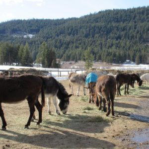 Turtle Valley Donkey Refuge - Chase | British Columbia - 1000 Towns of ...