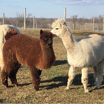 Kickin’ Back Alpaca Ranch - Markdale | Ontario - 1000 Towns of Canada