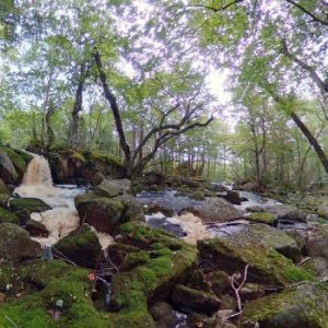 Walking Trail to Archibald Lake - Sherbrooke | Nova Scotia - 1000 Towns ...