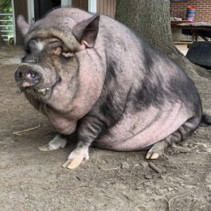 Sweet Acres Pig Sanctuary - Newmarket | Ontario - 1000 Towns of Canada