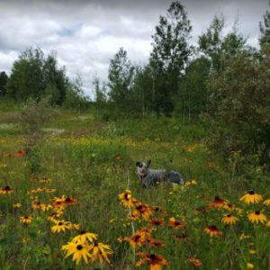Interpretive Trail - Macleod | Ontario - 1000 Towns of Canada