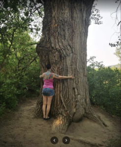 Popoff Tree - 1000 Towns of Canada